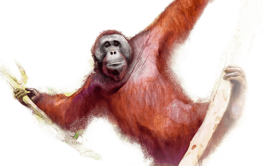 Orangután de Borneo / Diplomado en Infografía UC